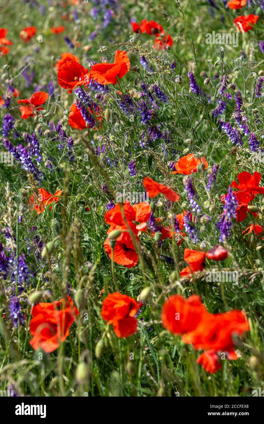 Seed strips hi-res stock photography and images - Alamy