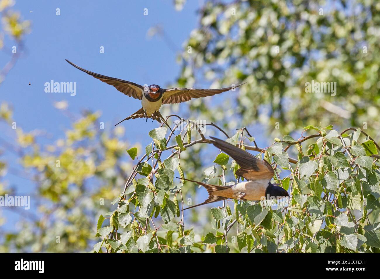 Barn Swallow Flight High Resolution Stock Photography and Images - Alamy