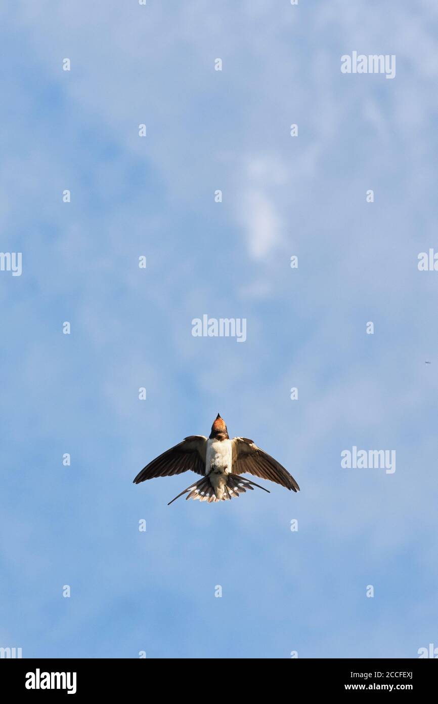 Barn Swallow Flight High Resolution Stock Photography and Images - Alamy Barn Swallow Flight High Resolution Stock Photography and Images - Alamy