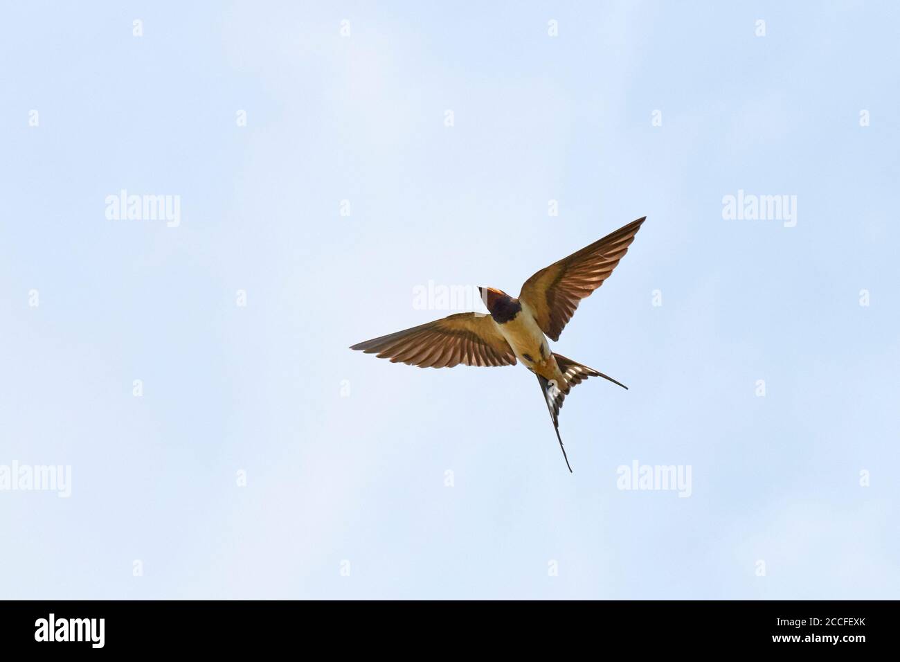 Barn swallow flight hi-res stock photography and images - Alamy