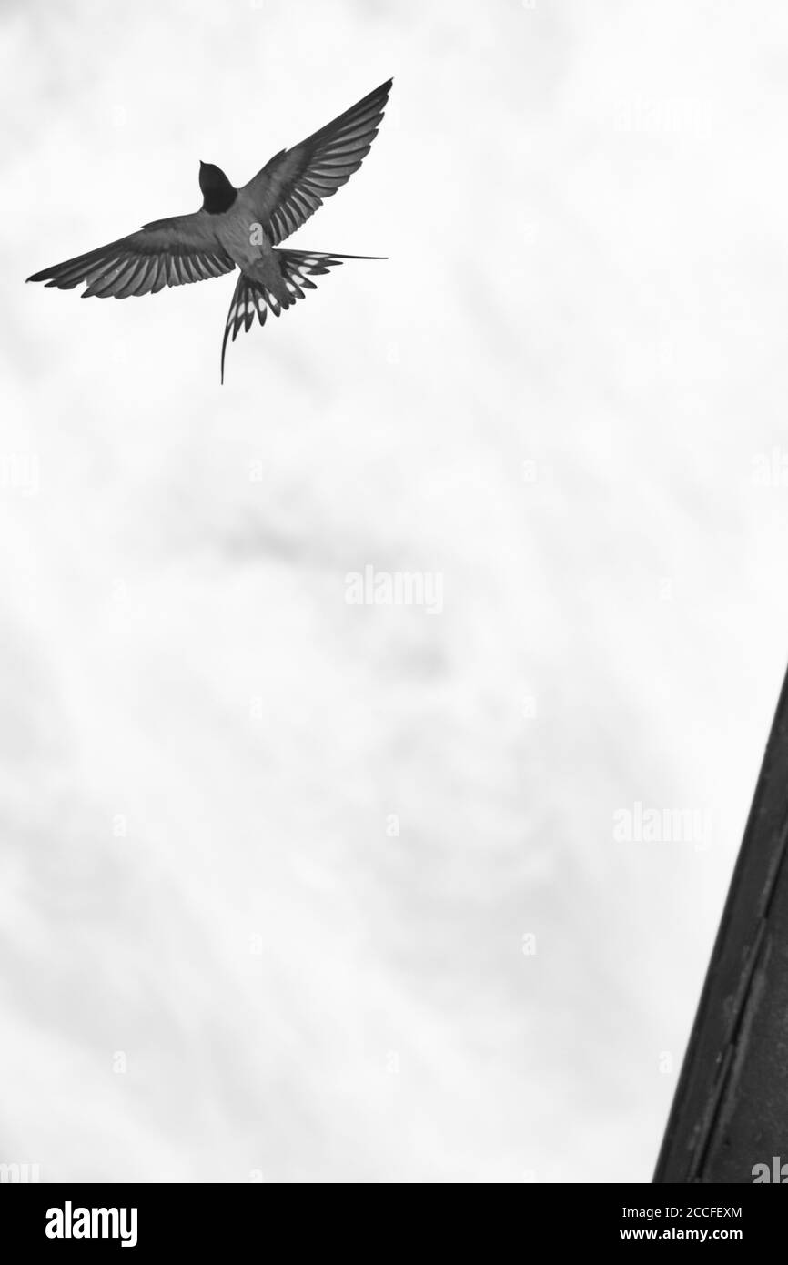 Hirundo rustica flight Black and White Stock Photos & Images - Alamy