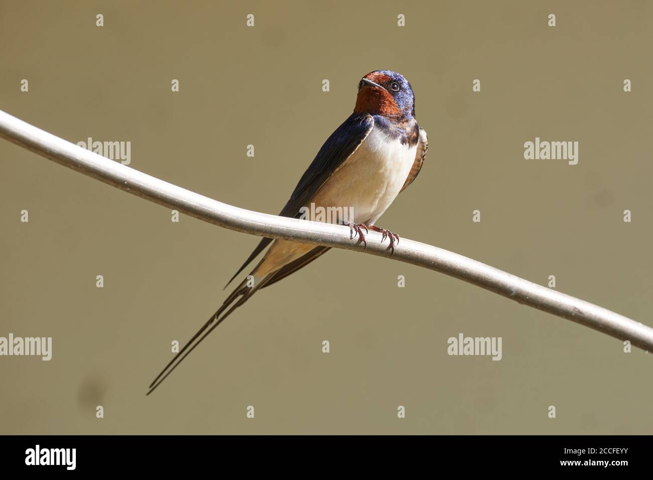 Swallow, barn swallow, hirundo rustica, sitting Stock Photo - Alamy