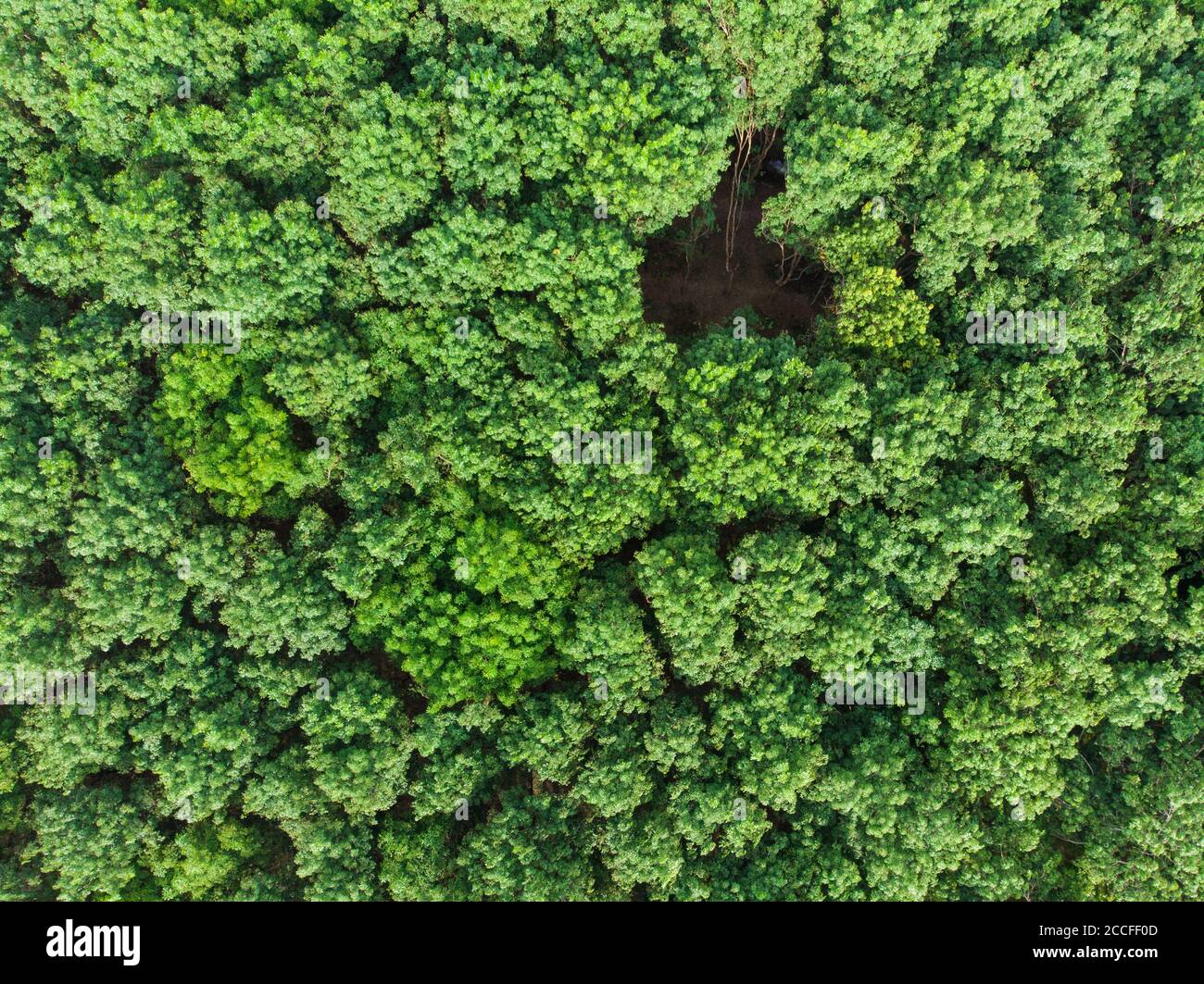 Aerial view green tree tropical rainforest nature landscape Stock Photo ...