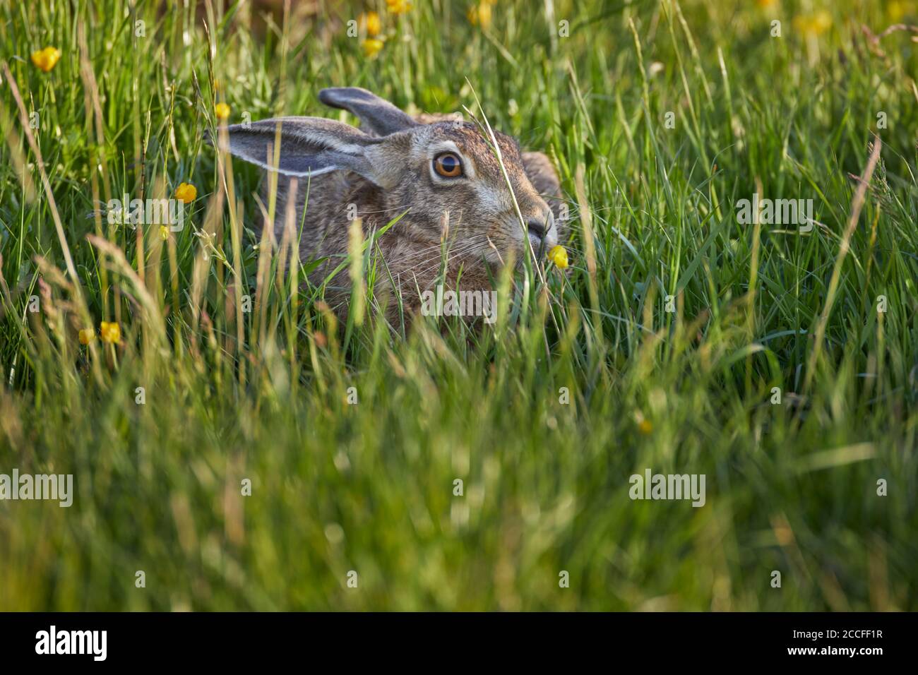 Native hare hi-res stock photography and images - Alamy