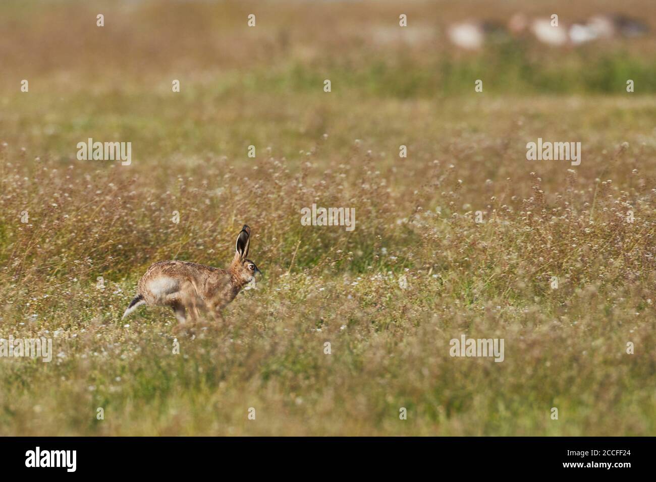Fleeing hare hi-res stock photography and images - Alamy