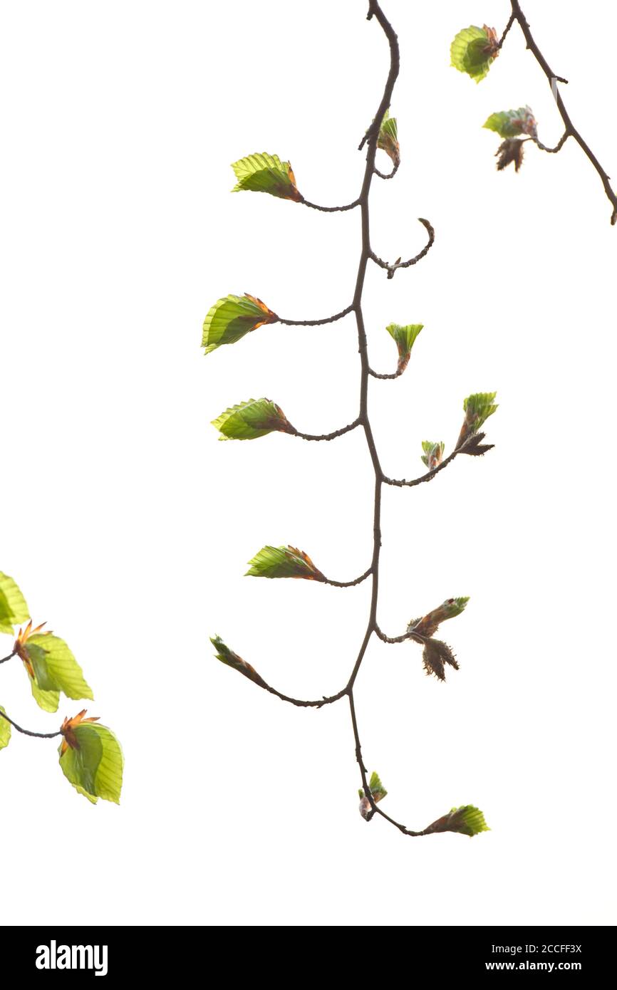 Develop development Cut Out Stock Images & Pictures - Alamy