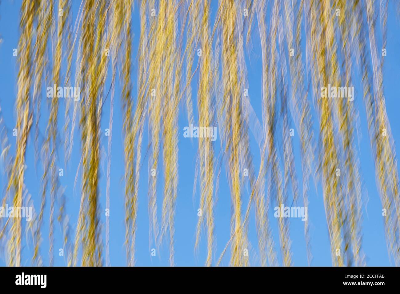 Weeping willow, twigs, wipe, abstract Stock Photo - Alamy