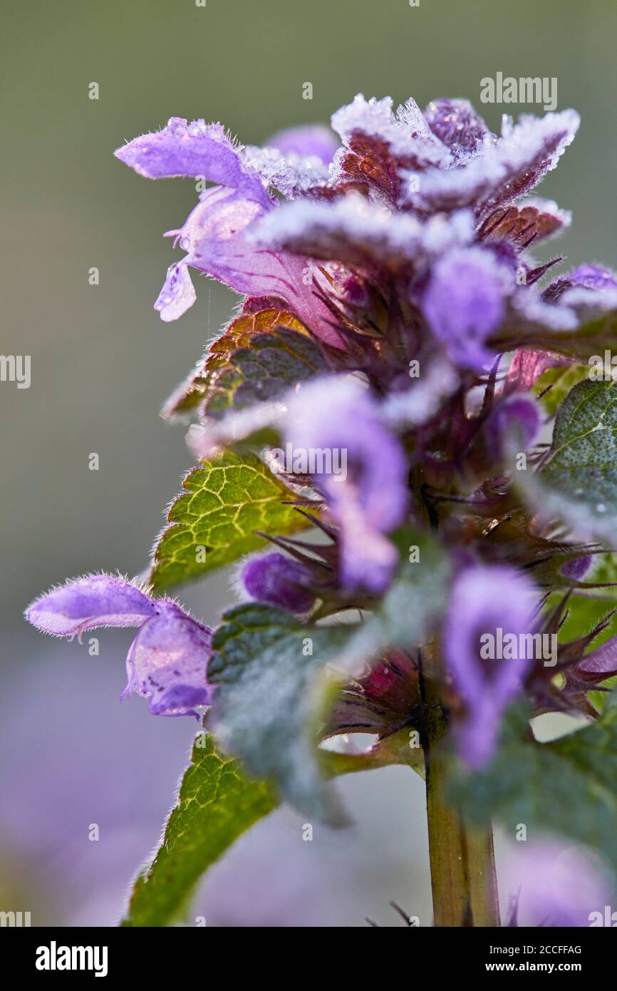 Purple Dead Nettles High Resolution Stock Photography and Images - Alamy