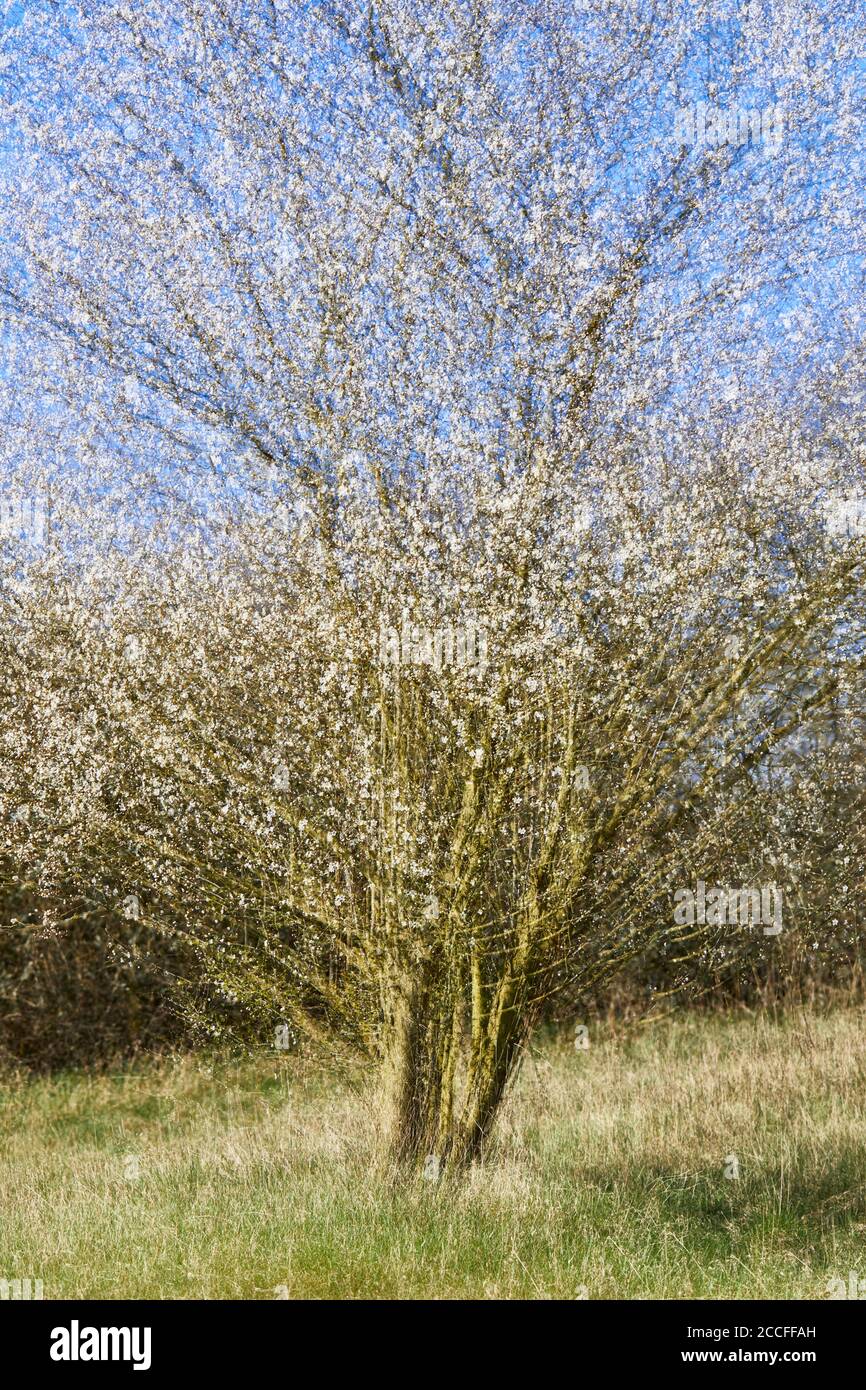 Tree, spring, flowers, multiple exposure Stock Photo - Alamy