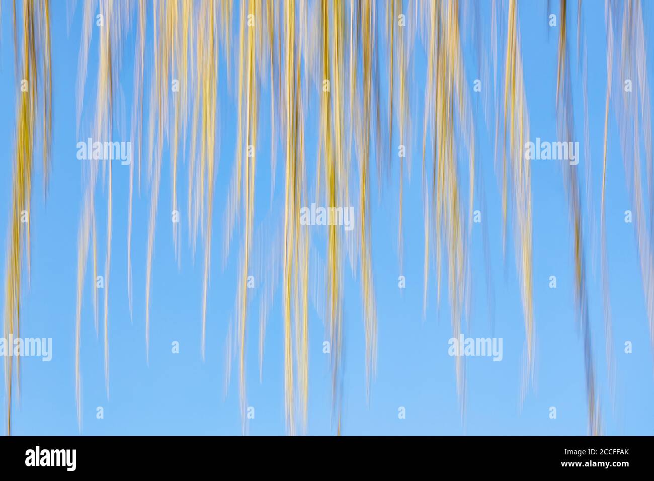 Weeping willow, twigs, wipe, abstract Stock Photo - Alamy