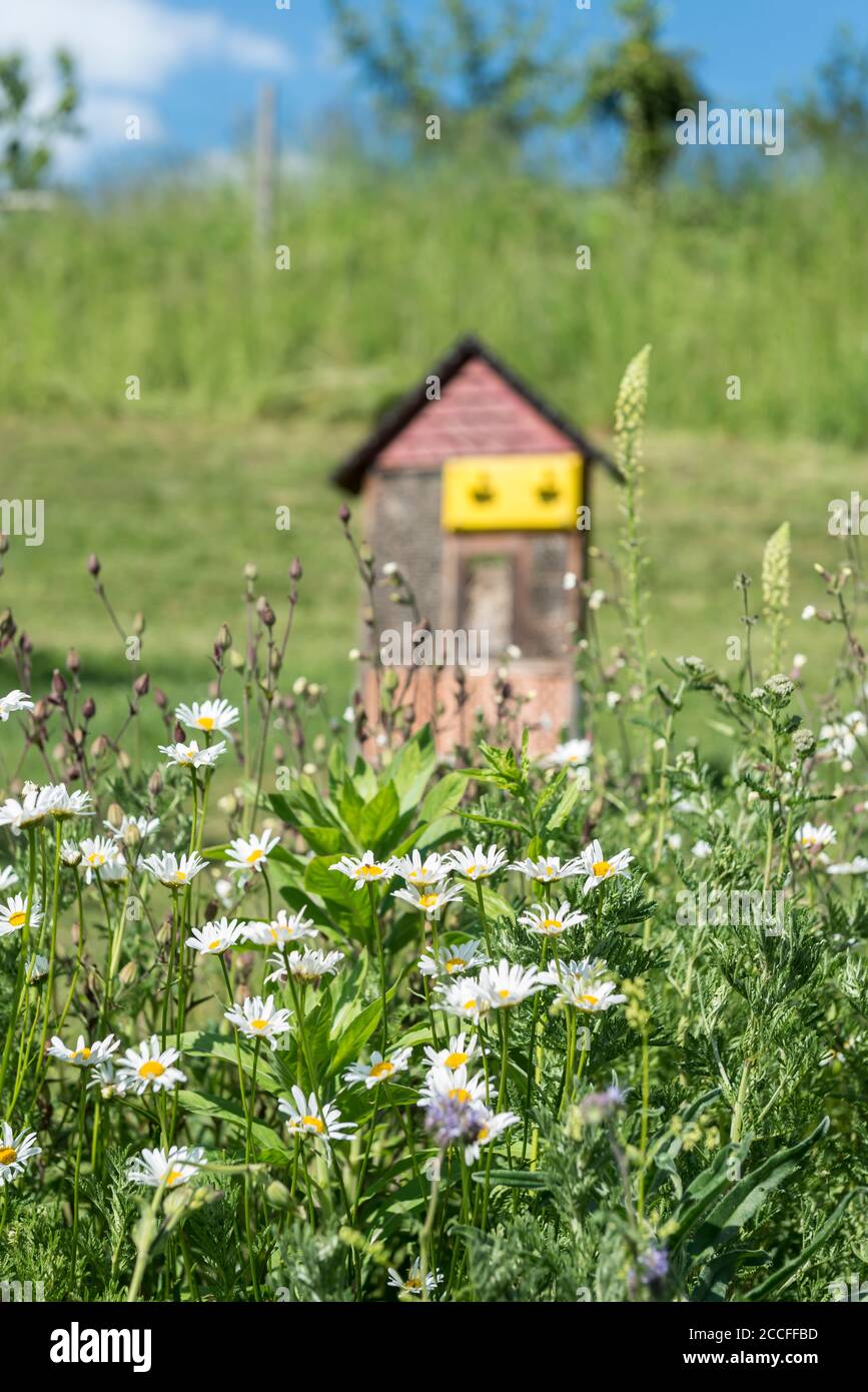 Meadow insect hi-res stock photography and images - Alamy