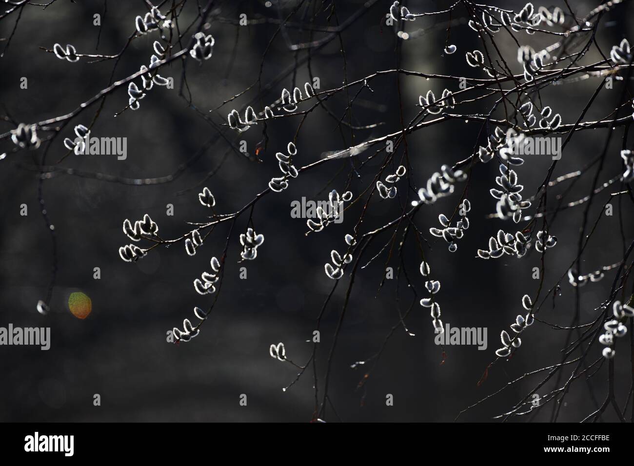 Kitten environment hi-res stock photography and images - Alamy