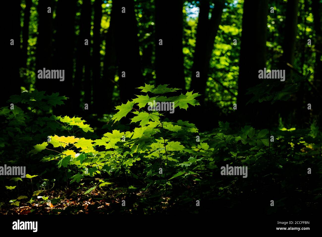 Small maple tree will be lit by the sun hi-res stock photography and ...