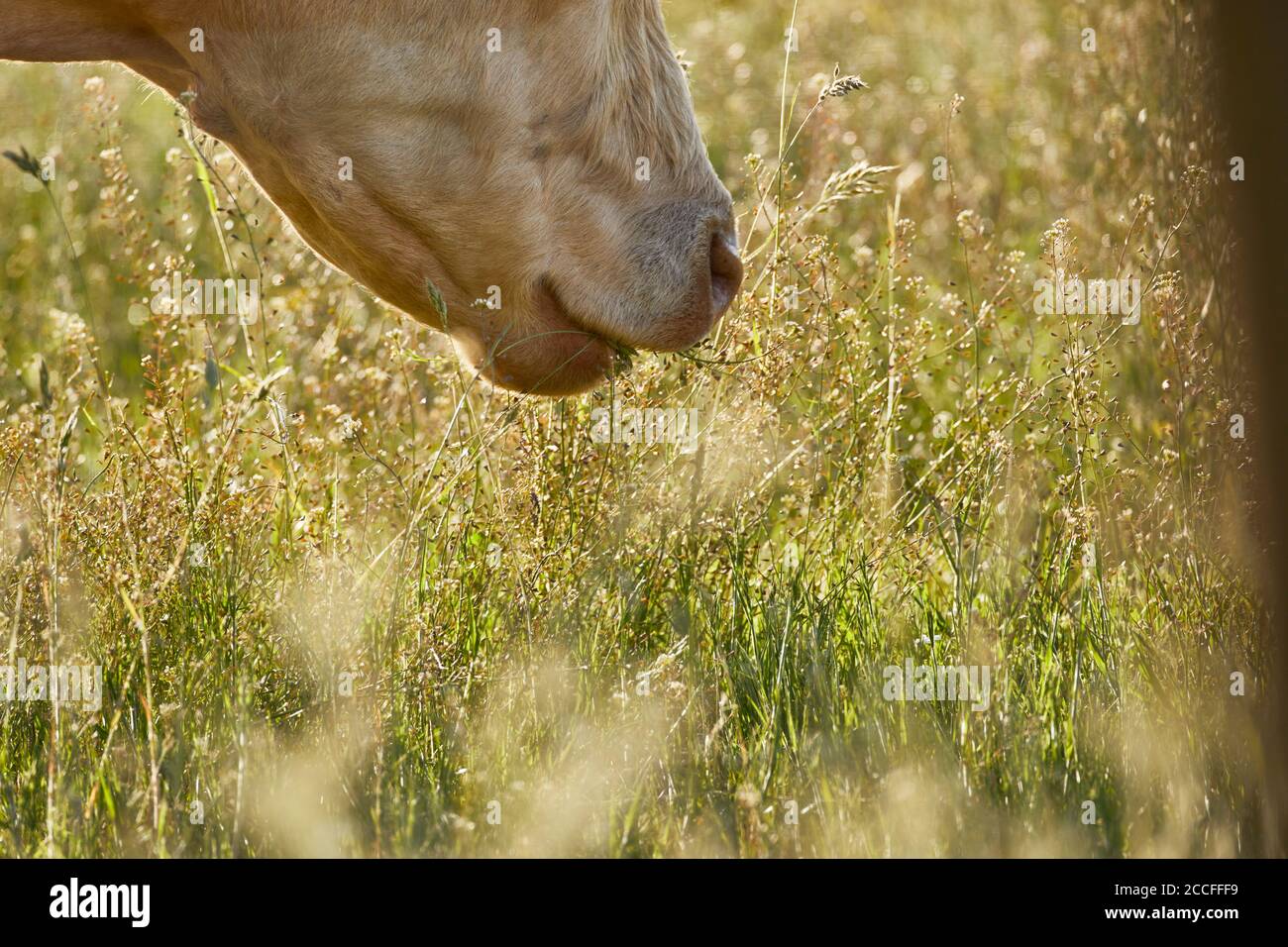 Cow snout hi-res stock photography and images - Alamy