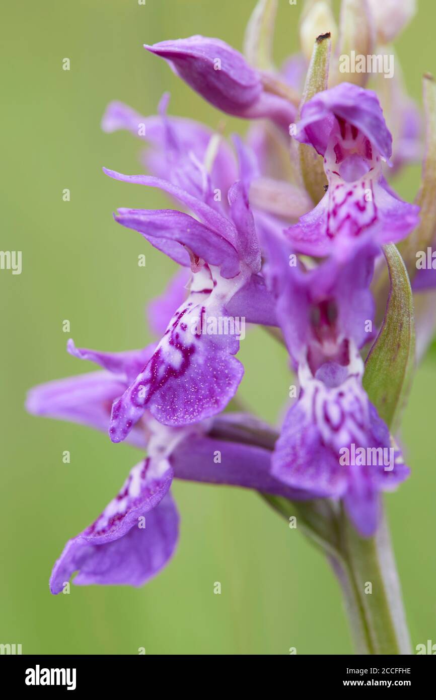 Native broadleaf hi-res stock photography and images - Alamy