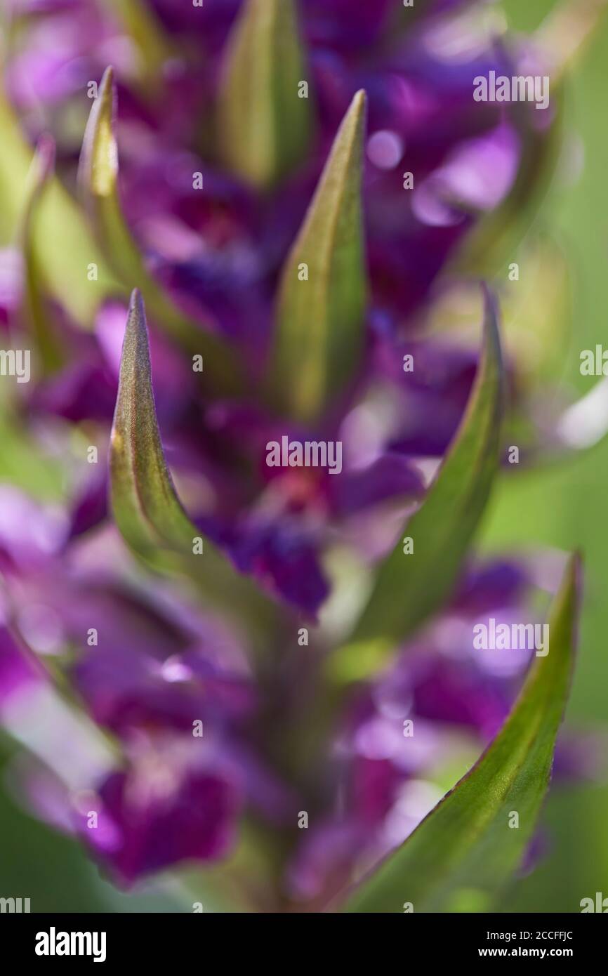 Broadleaf orchid, Dactylorhiza majalis, flowers, details, abstract ...