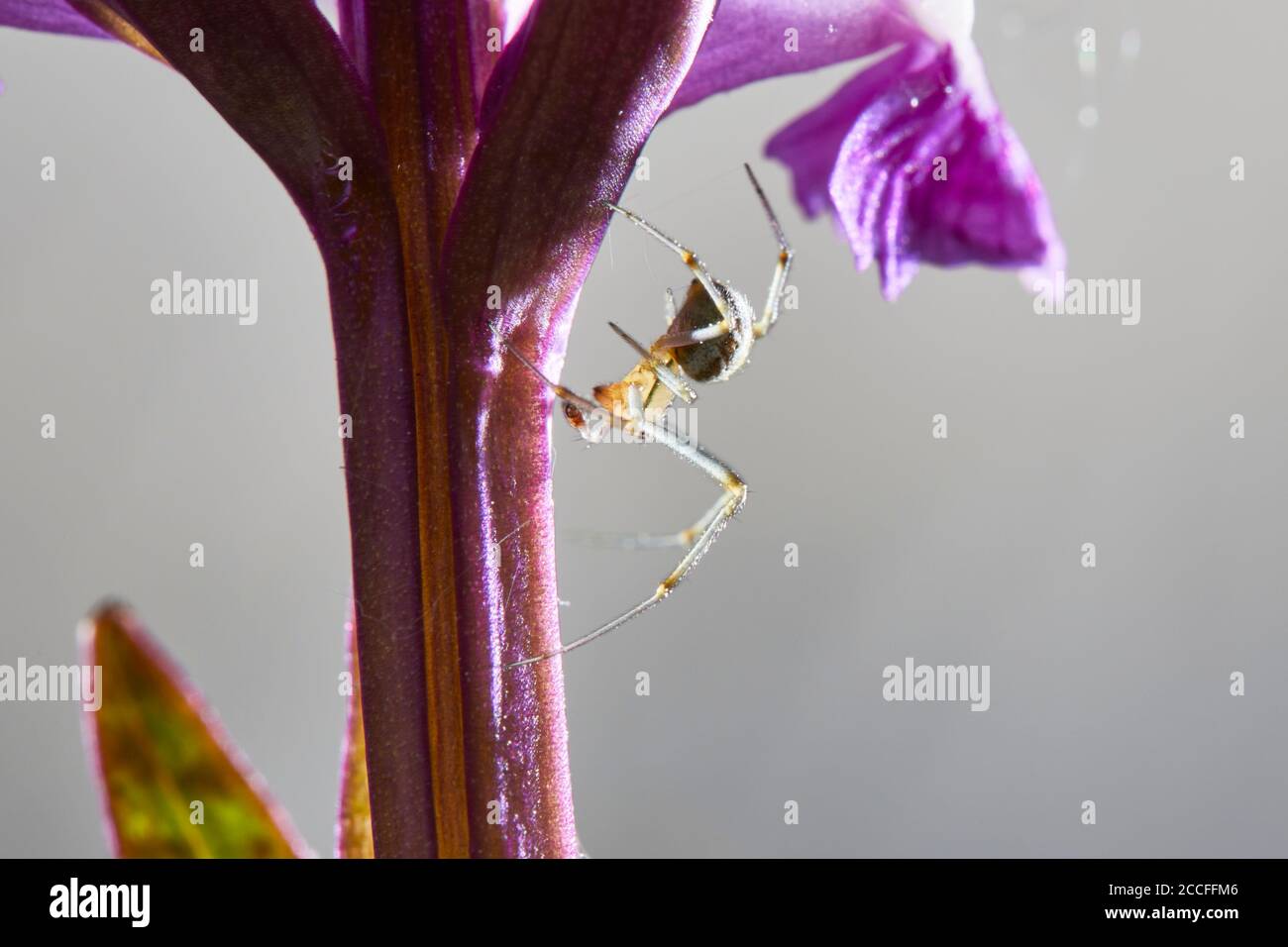 Ball spiders hi-res stock photography and images - Alamy