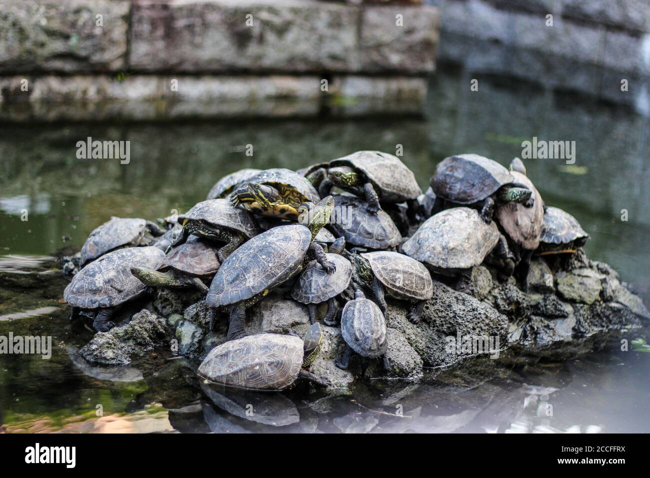 Cluster of turtles gathered on a rock in a pond Stock Photo - Alamy