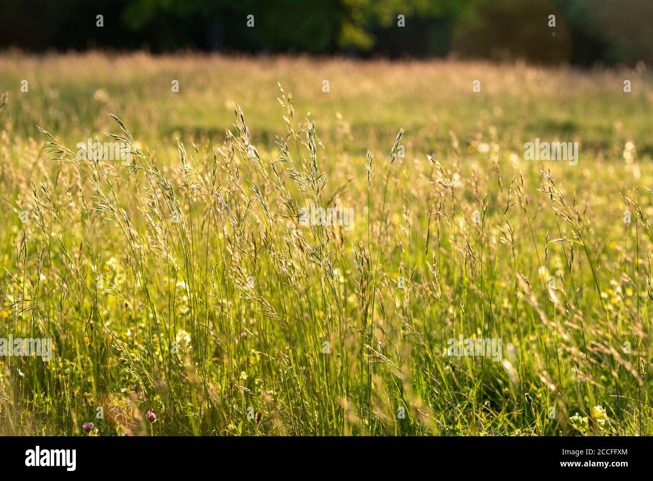 Fever grass hi-res stock photography and images - Alamy