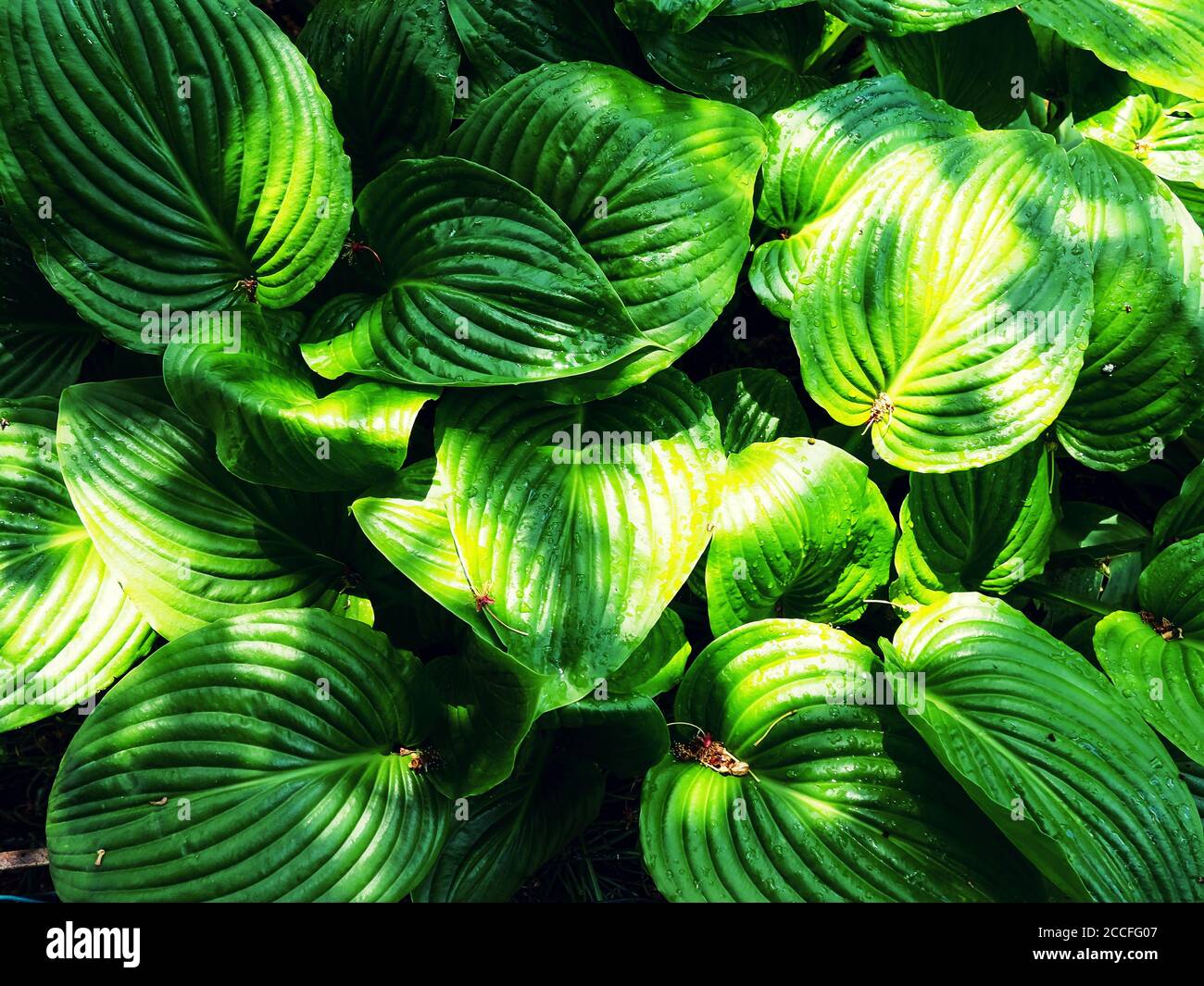 Fresh Green Hosta Plant Leaves after Rain with Water Drops. Botanical ...