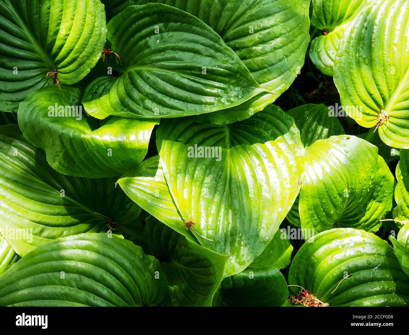 Fresh Green Hosta Plant Leaves after Rain with Water Drops. Botanical ...