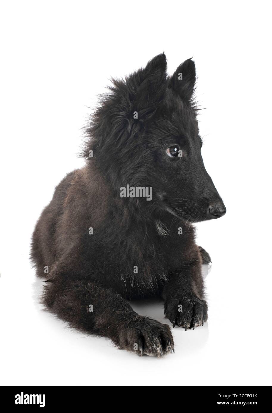 puppy Groenendael dog in front of white background Stock Photo - Alamy