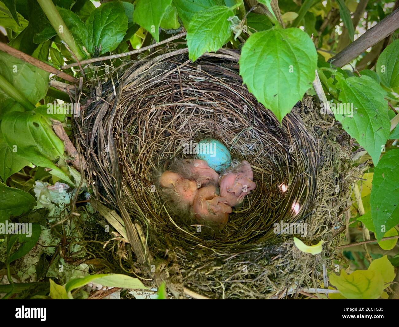 Baby blackbirds hi-res stock photography and images - Alamy