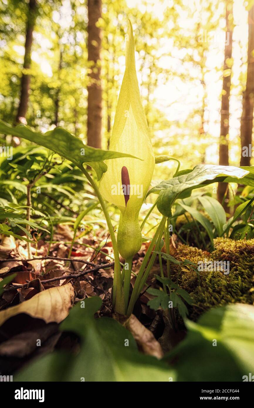 Close-up of an arum Stock Photo - Alamy