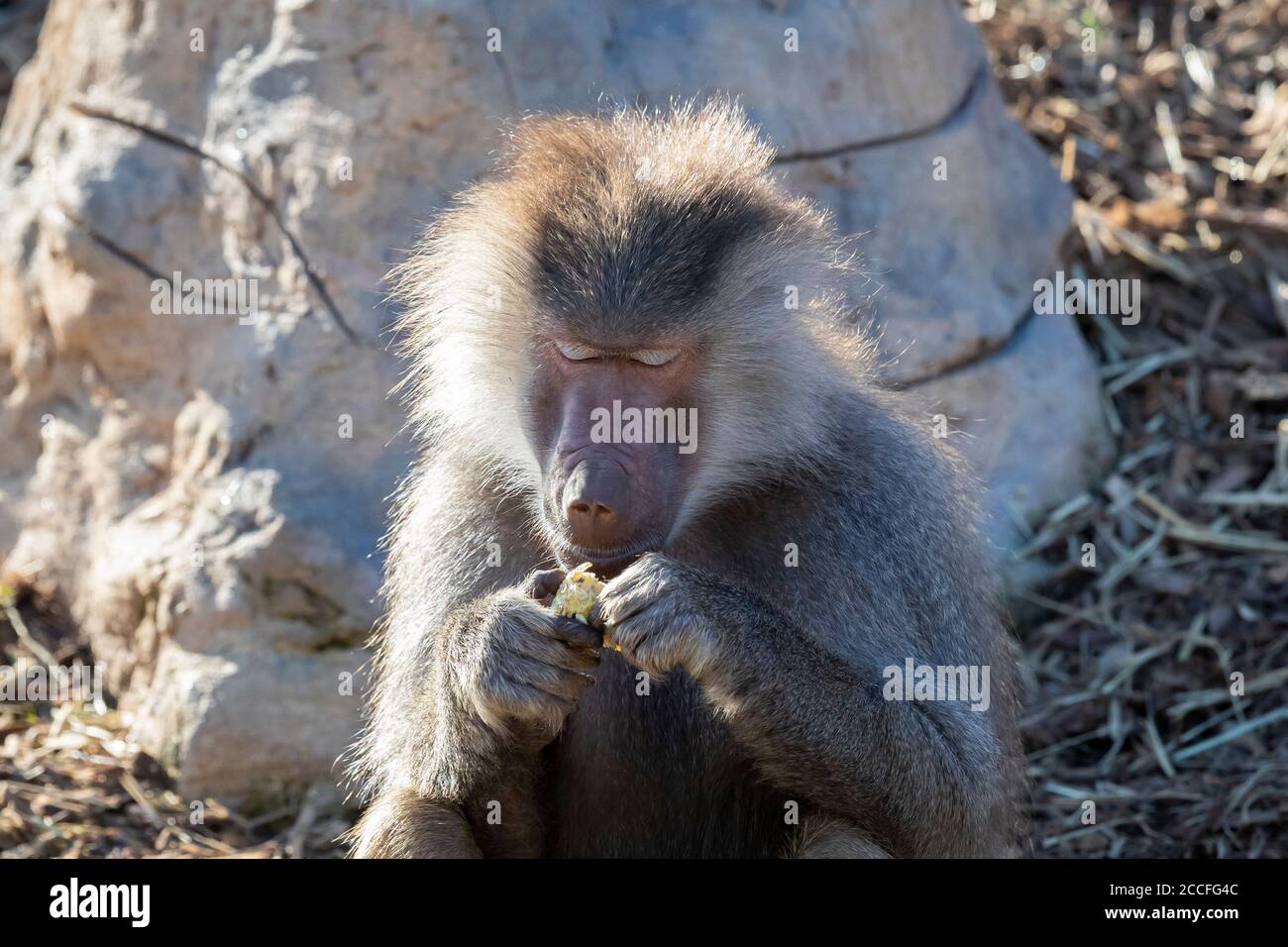 An adolescent Hamadryas Baboon eating food in the outdoors Stock Photo ...