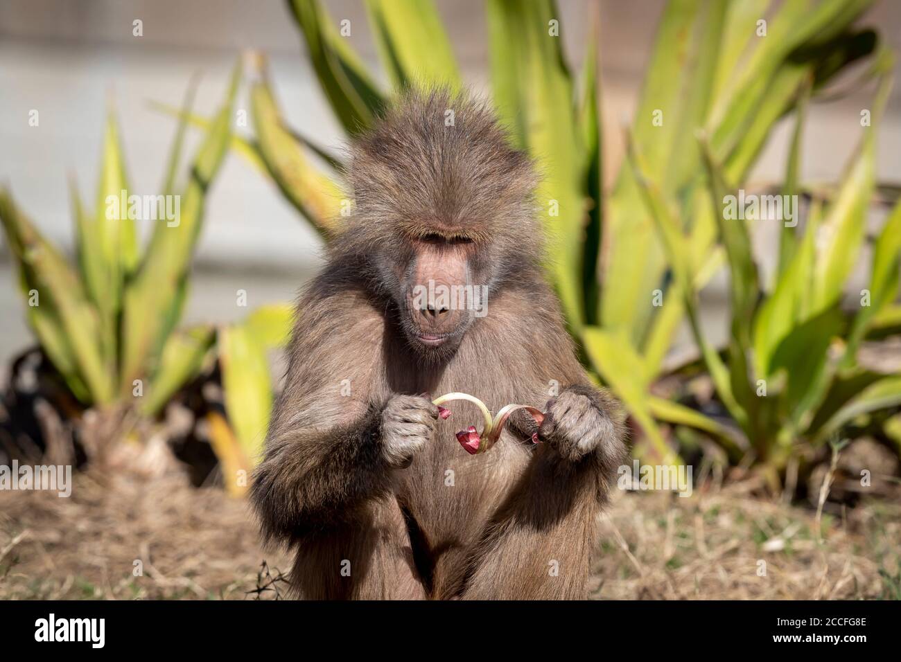 An adolescent Hamadryas Baboon eating food in the outdoors Stock Photo ...