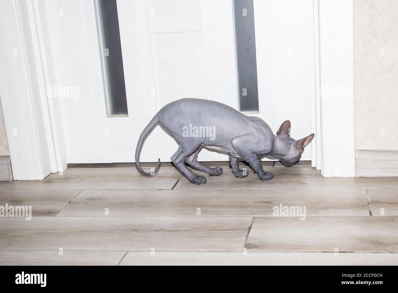 Sphinx gray cat looking under a door on the floor. Beautiful hairless ...