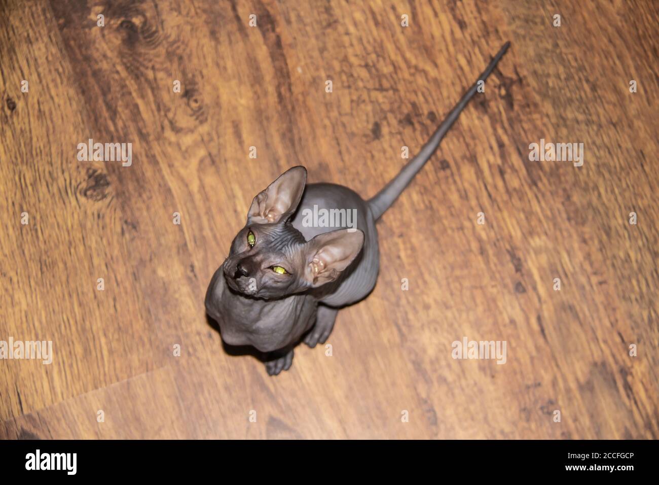 Sphinx gray cat sits on the wood floor and look up. Beautiful hairless ...