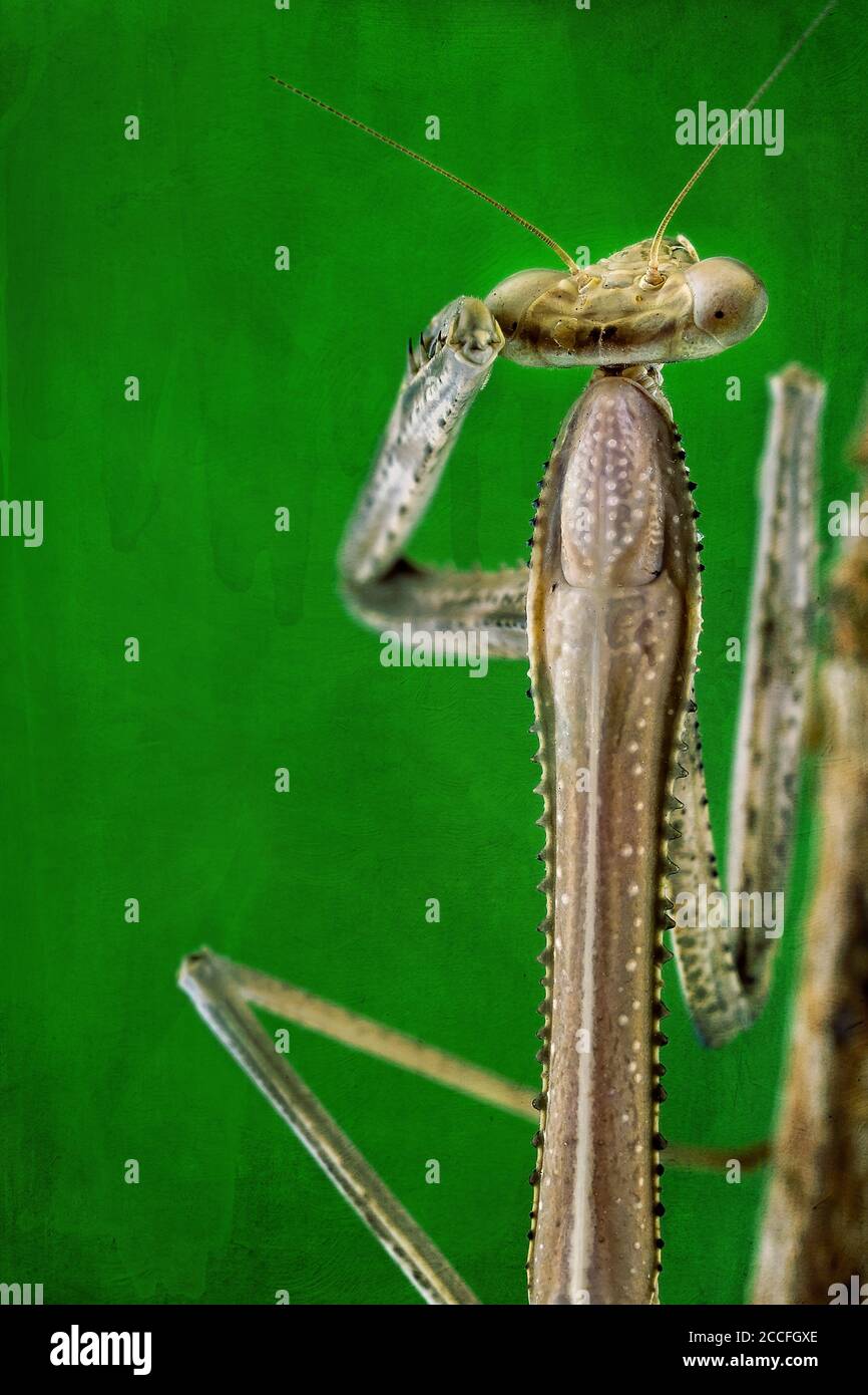 A macro image of a praying mantis on a green background with texture ...