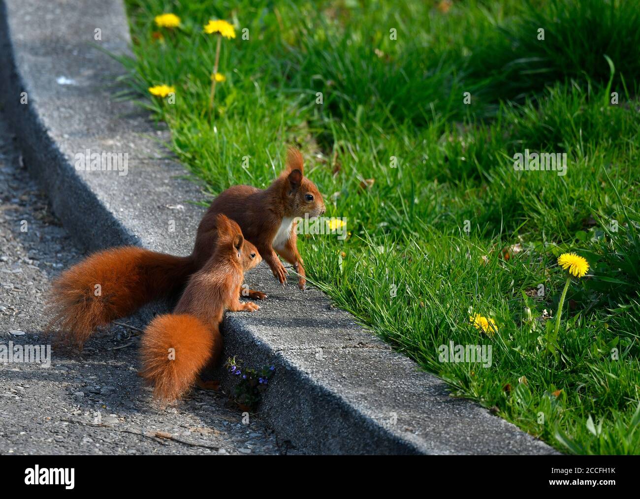Squirrel mother with cub hi-res stock photography and images - Alamy