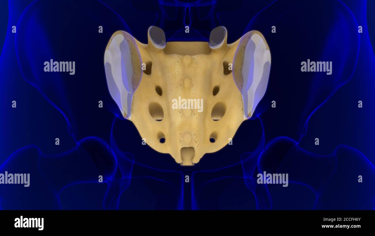 Human skeleton anatomy Sacral Bone 3D Rendering For Medical Concept ...