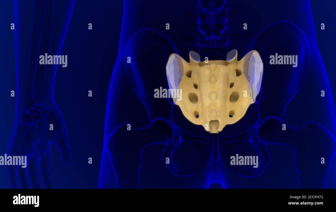 Human skeleton anatomy Sacral Bone 3D Rendering For Medical Concept ...