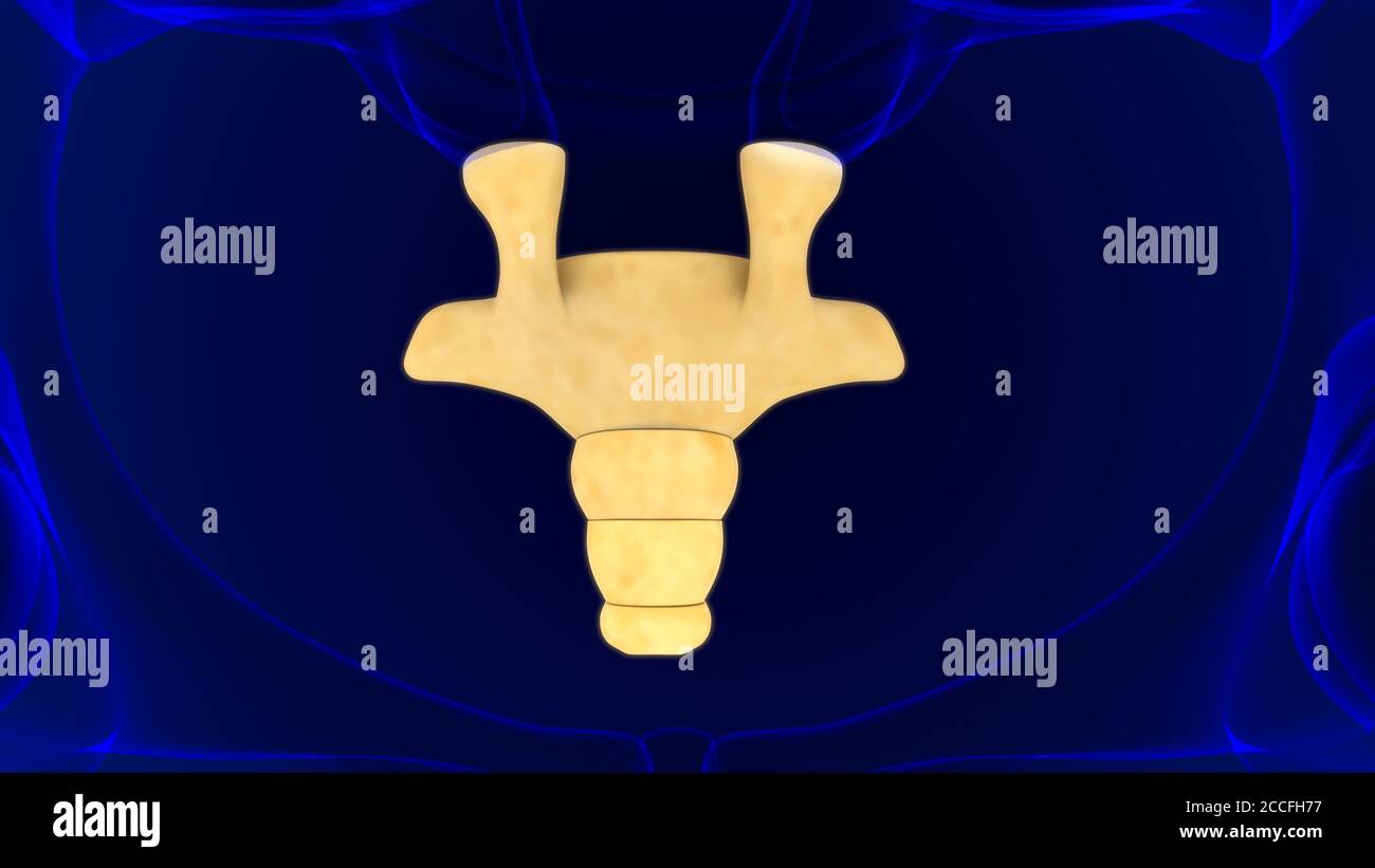 Human Skeleton Vertebral Column Coccyx or tail bone Anatomy 3D ...