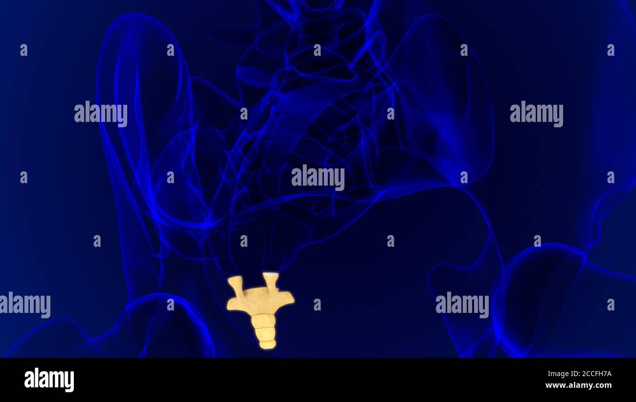 Coccyx tail hi-res stock photography and images - Alamy