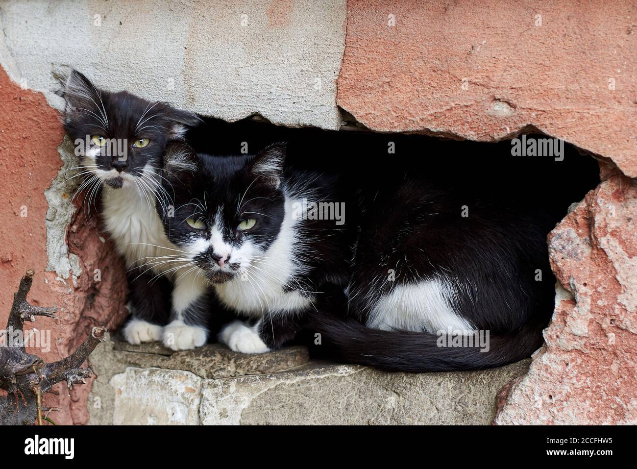 Cute homeless kittens with a sad look sitting in a stone wall, homeless ...