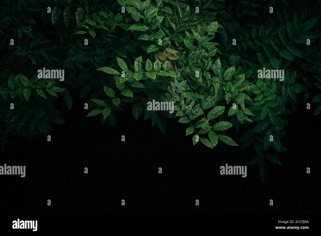 Small fresh green leaves bushes in dark background Stock Photo - Alamy