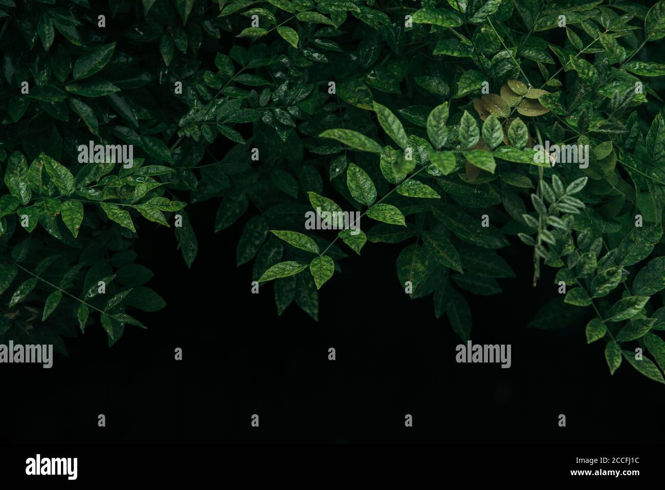 Small fresh green leaves bushes in dark background Stock Photo - Alamy