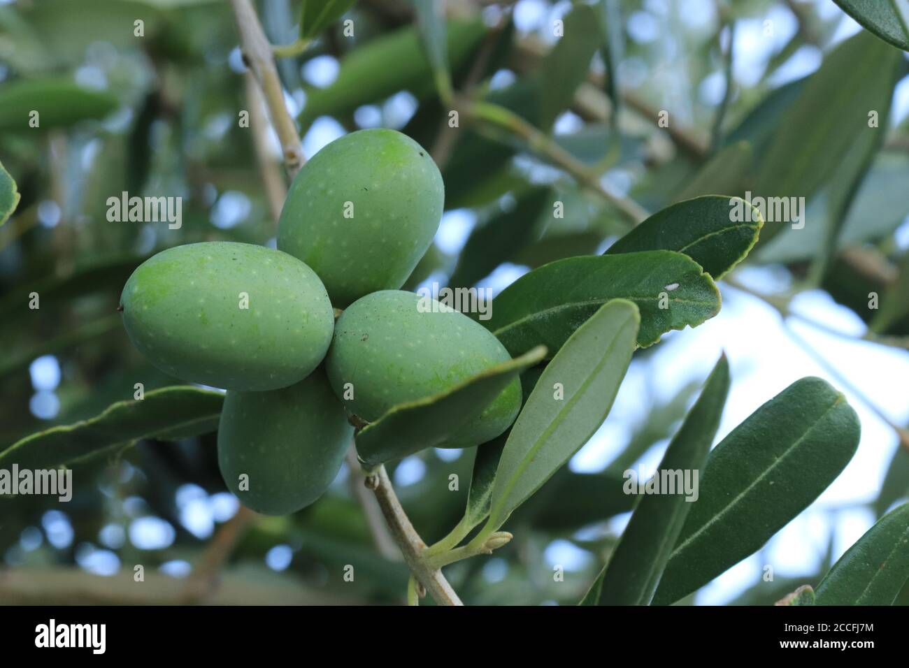 Unripe Olives On Tree Botanical Name Olea Europaea Stock Photo Alamy unripe-olives-on-tree-botanical-name-olea-europaea-stock-photo-alamy