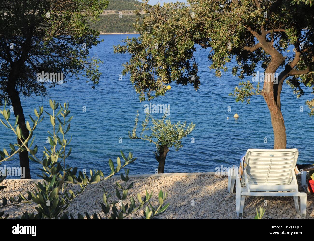 Palm tree olive tree hi-res stock photography and images - Alamy
