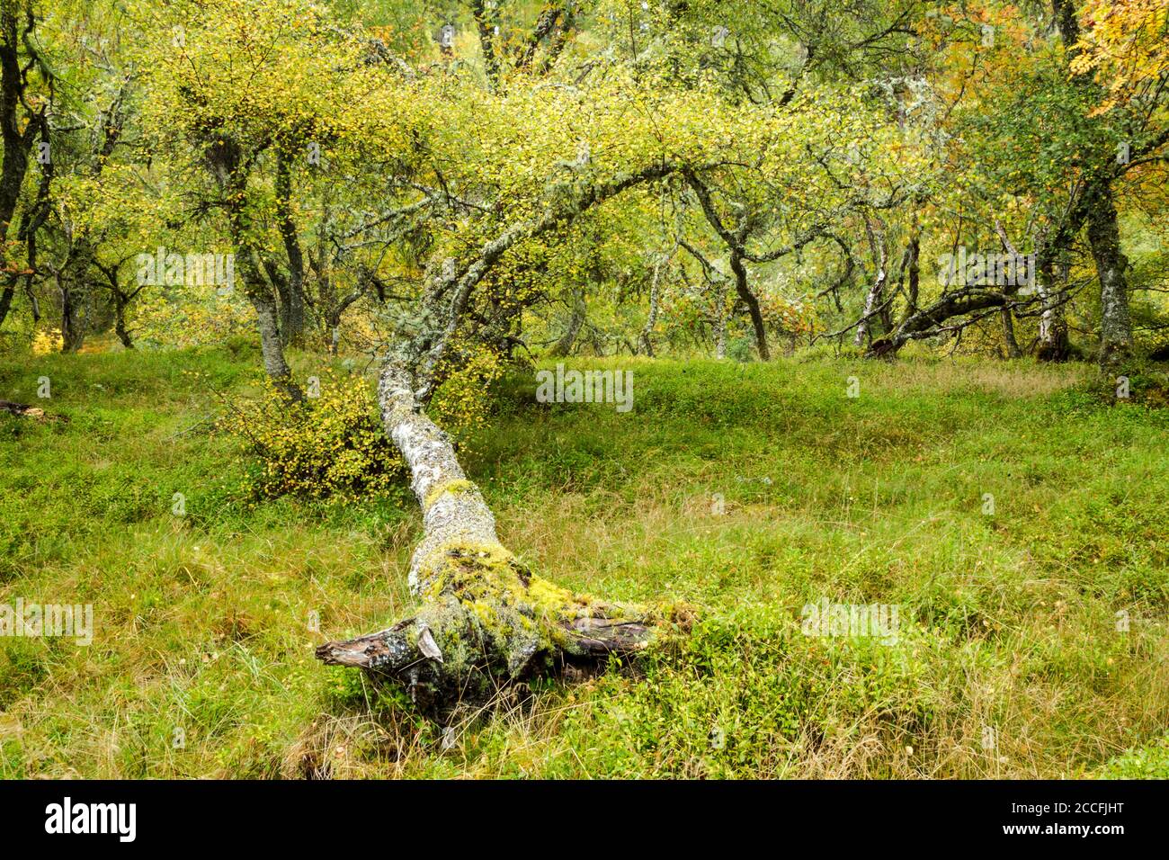 Fallen silver birch (Betula pendula) due to storm damage but tree ...