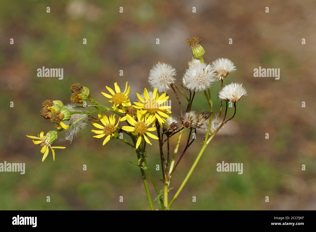 Flowers and seed heads of ragwort (Jacobaea vulgaris, Senecio jacobaea ...