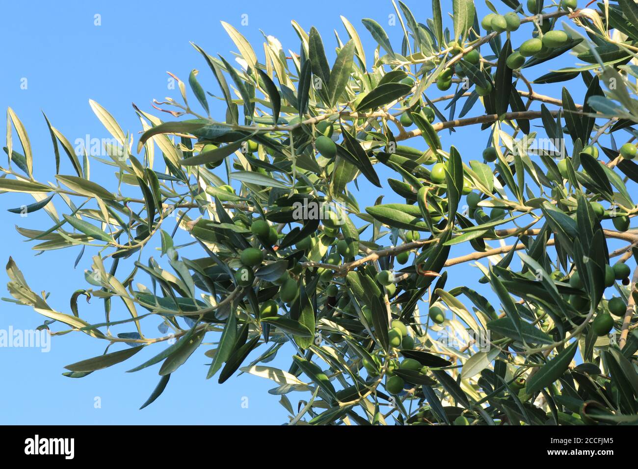 Botanical name of tree hi-res stock photography and images - Alamy