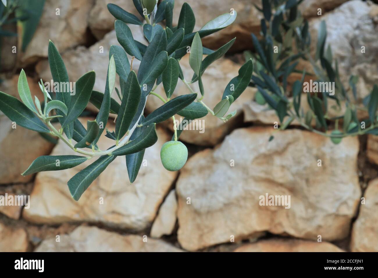 Olive tree olea europaea leaves hi-res stock photography and images - Alamy