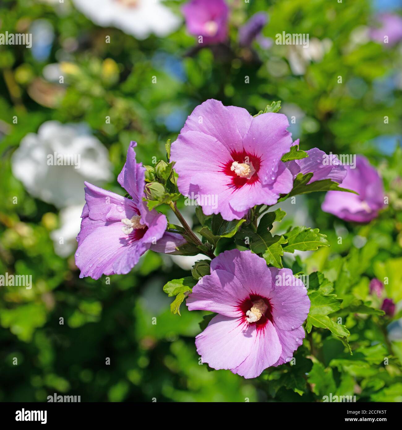 Mallow hibiscus hi-res stock photography and images - Alamy