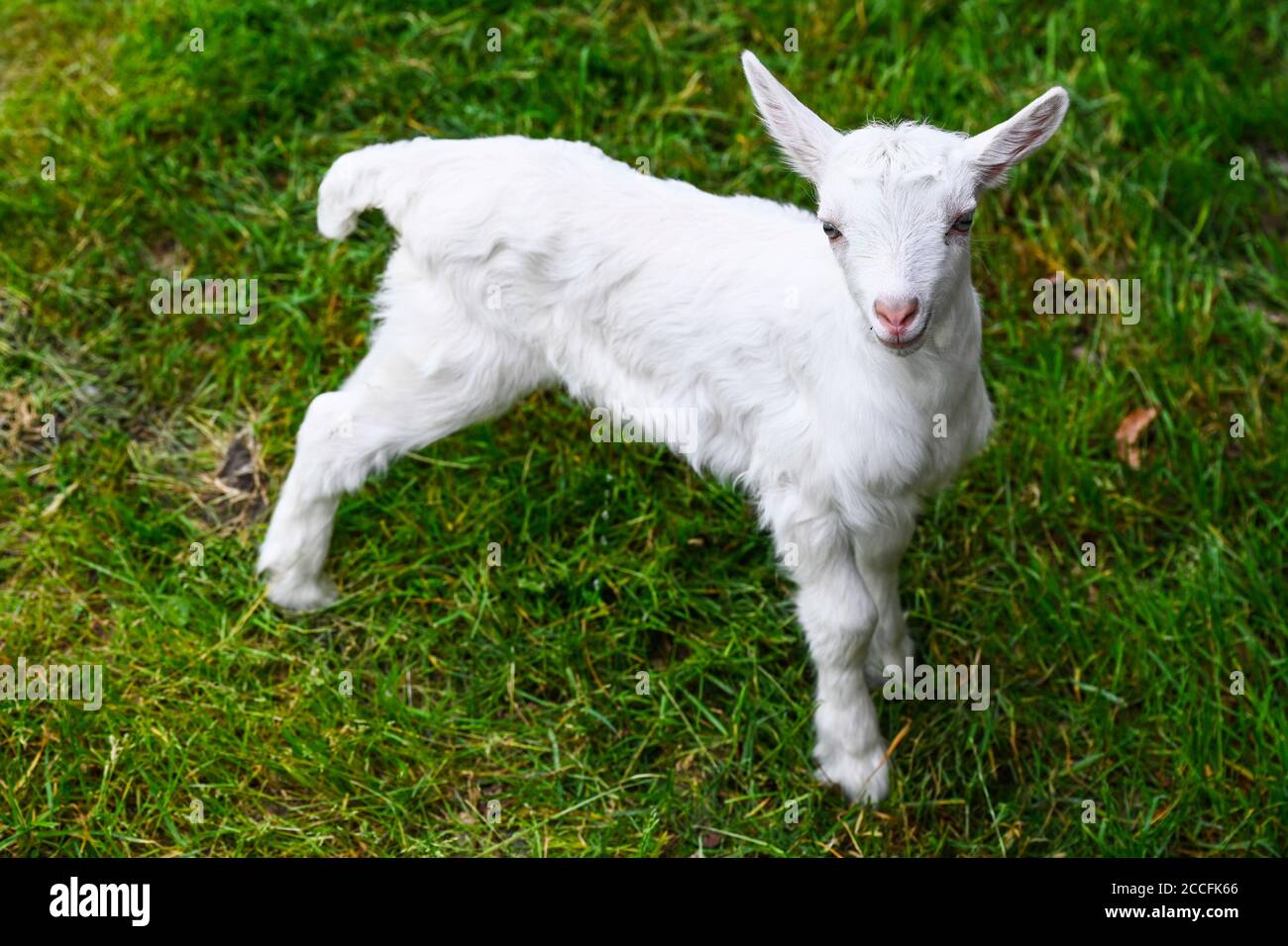 Little white kid Stock Photo - Alamy