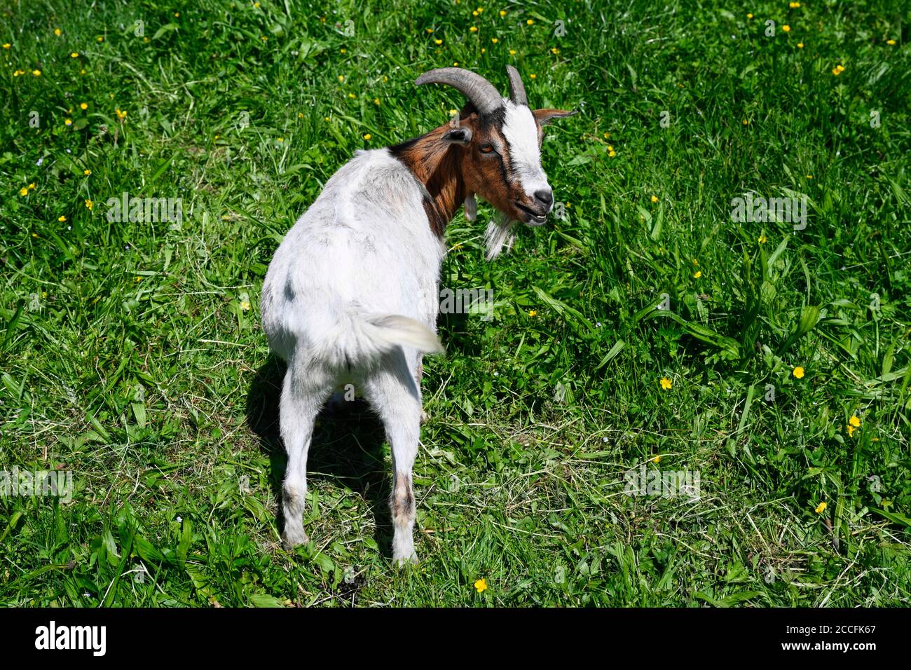Goat goats paddock paddocks hi-res stock photography and images - Alamy